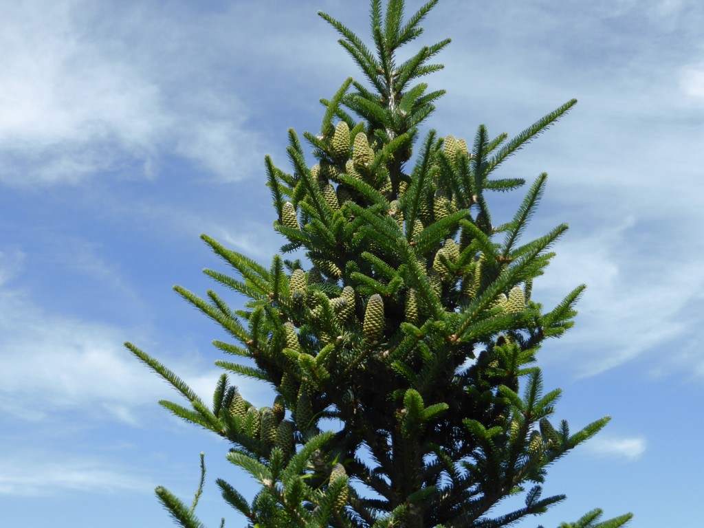 FAMILY TRADITION - Kenburn Orchards